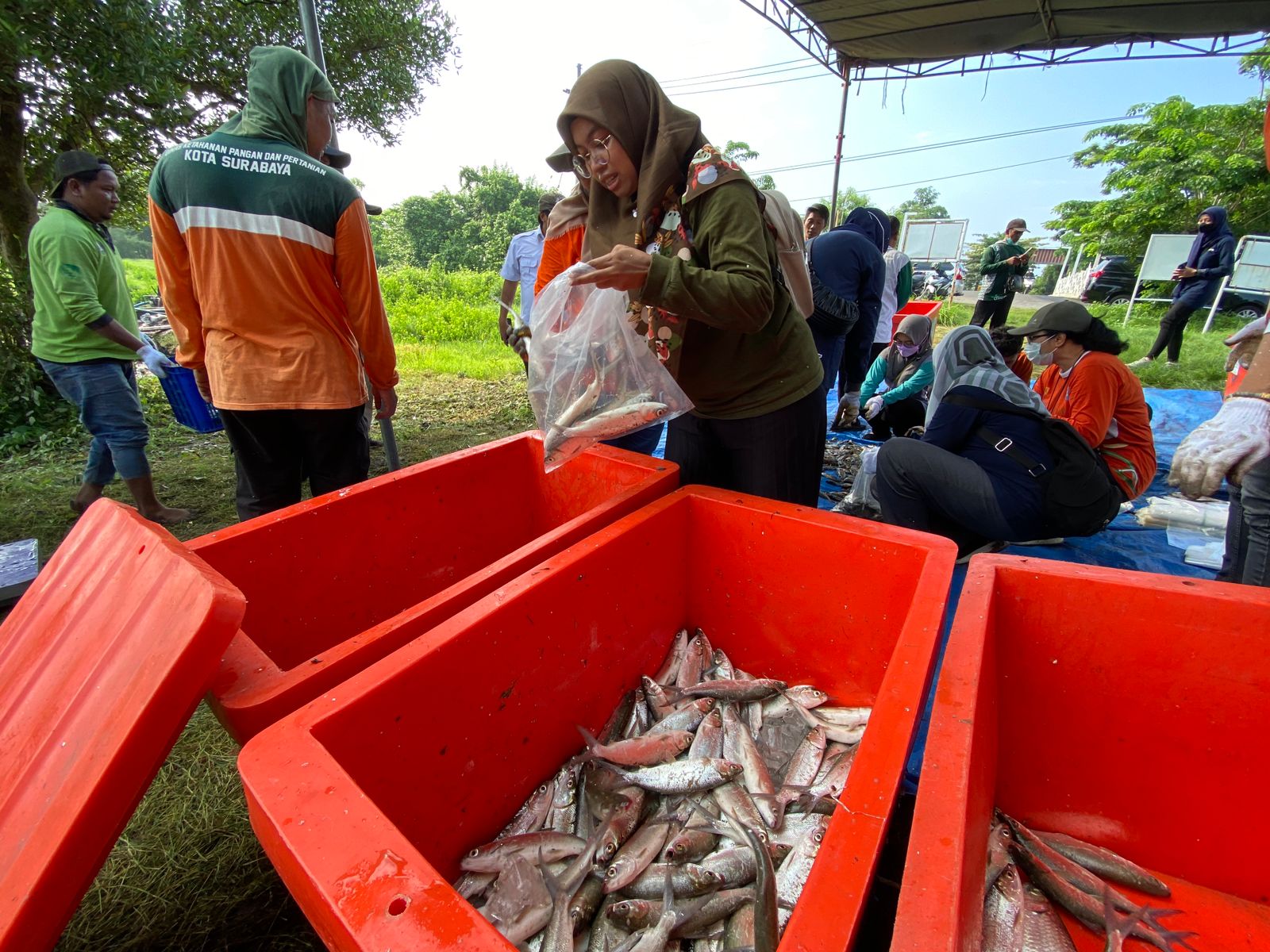 Budidaya Perikanan DKPP Surabaya Berbuah Manis, Panen Ikan Bandeng 588 ...